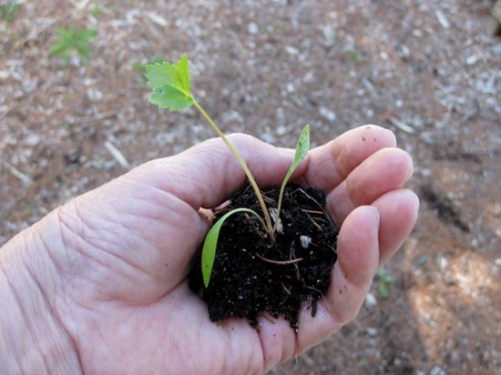 How to Join the Seed-Sharing Movement – Mother Earth News